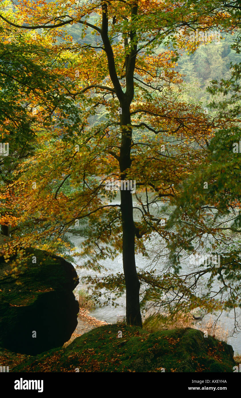 Autumn Tree, Grasmere, Lake District National Park, Cumbria, England ...