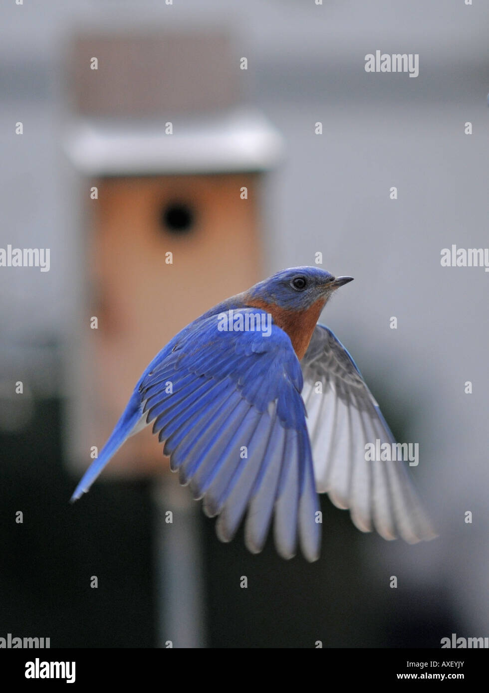 Bluebird in flight Stock Photo - Alamy