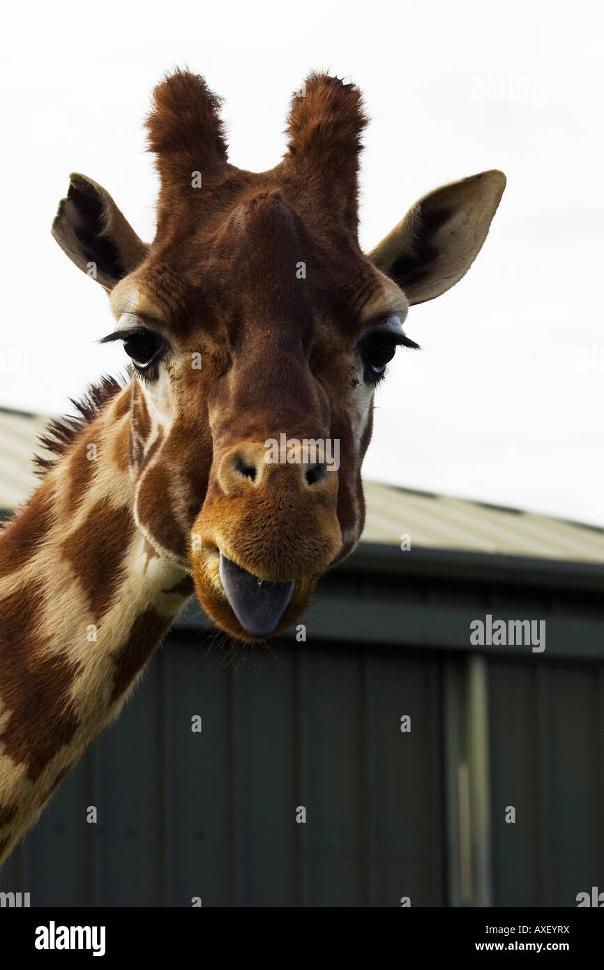 giraffe head shot Stock Photo - Alamy
