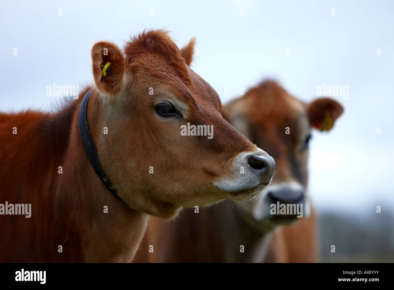 Jersey Cow Channel Islands Stock Photo - Alamy