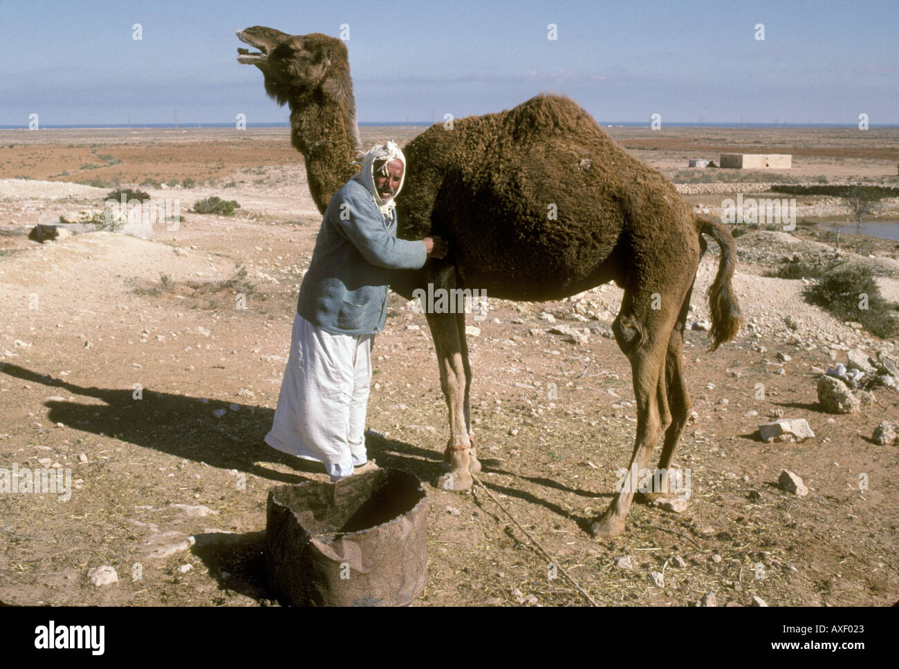 Africa Egypt Bedouin with camel Stock Photo - Alamy