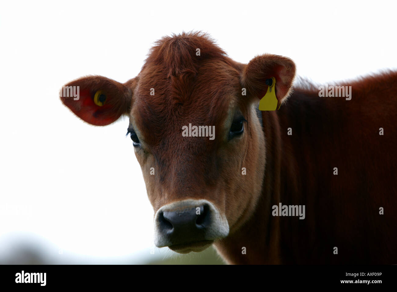 Jersey Cow Channel Islands Stock Photo - Alamy