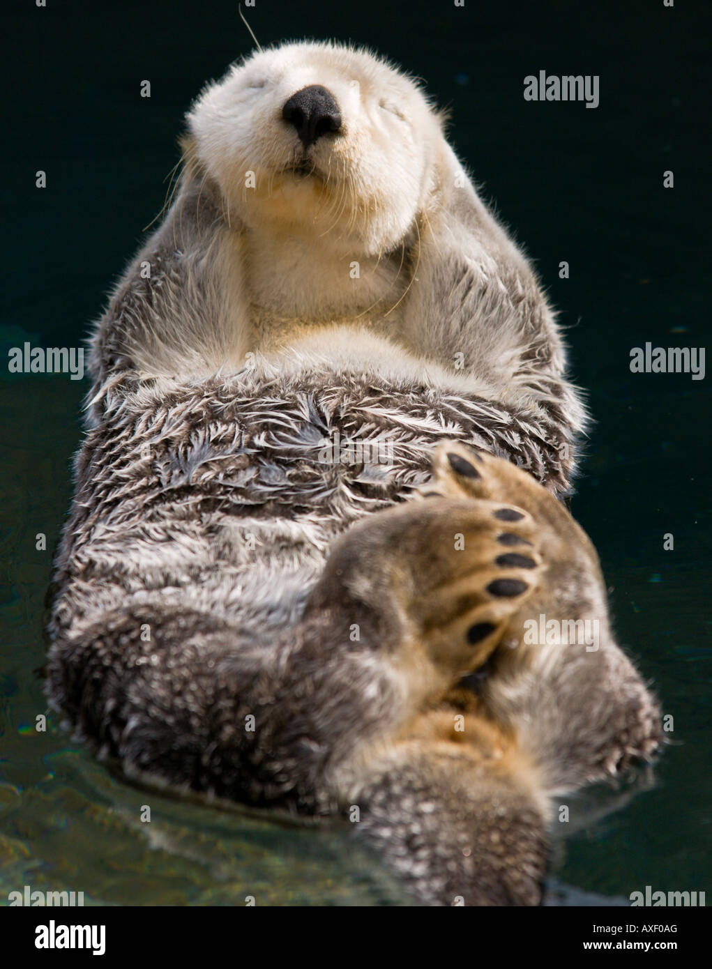 otter enjoying the sun while floating Stock Photo - Alamy