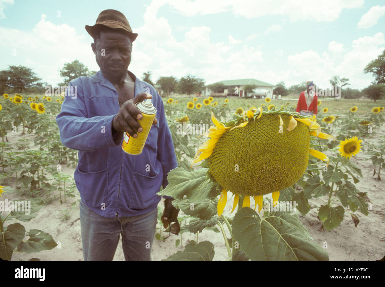 Namibia farm crops hi-res stock photography and images - Alamy
