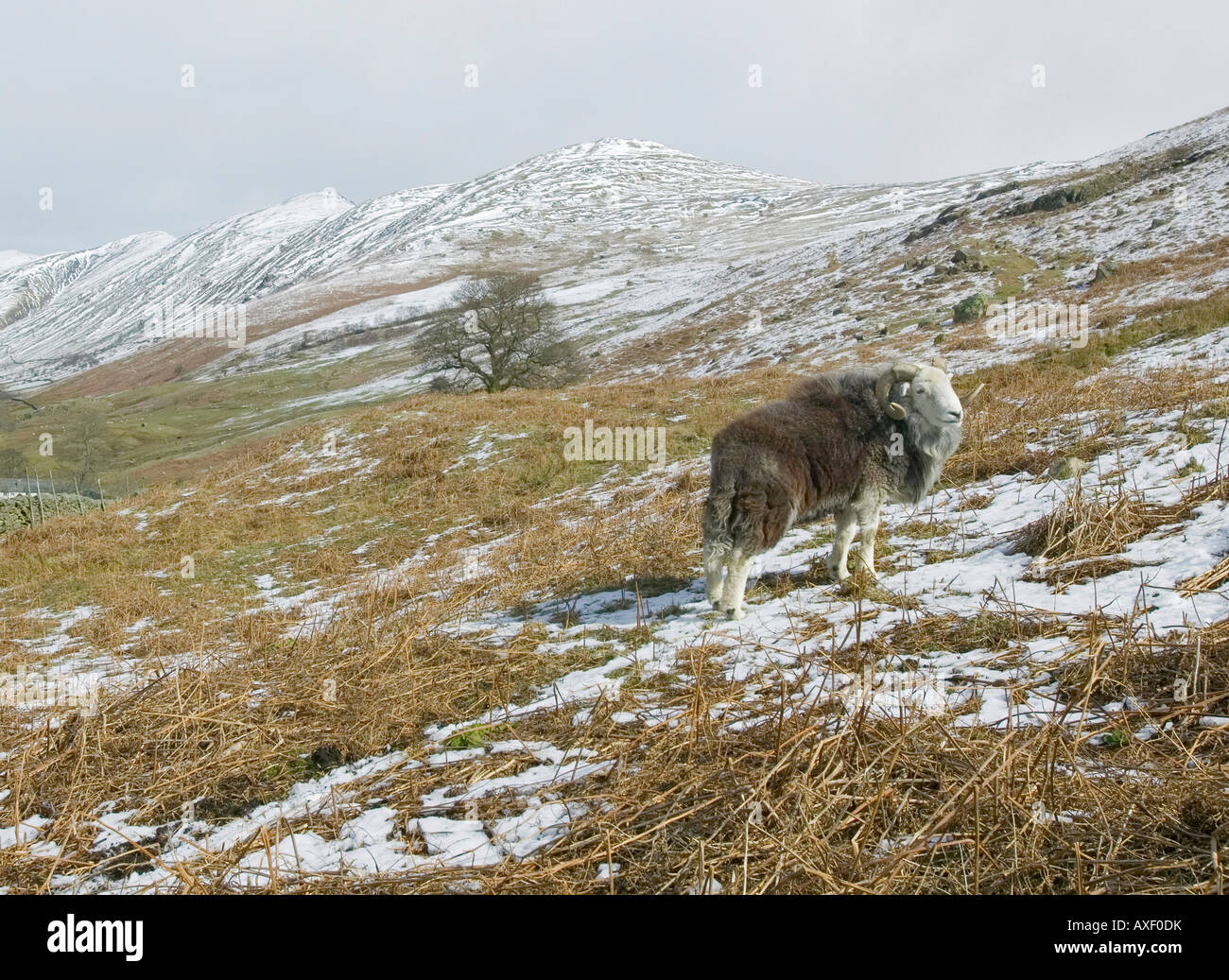 A Herdwick ram on the Kentmere Fells in the Lake district UK Stock ...
