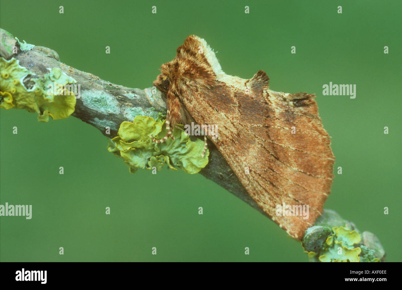 Prominent scales hi-res stock photography and images - Alamy