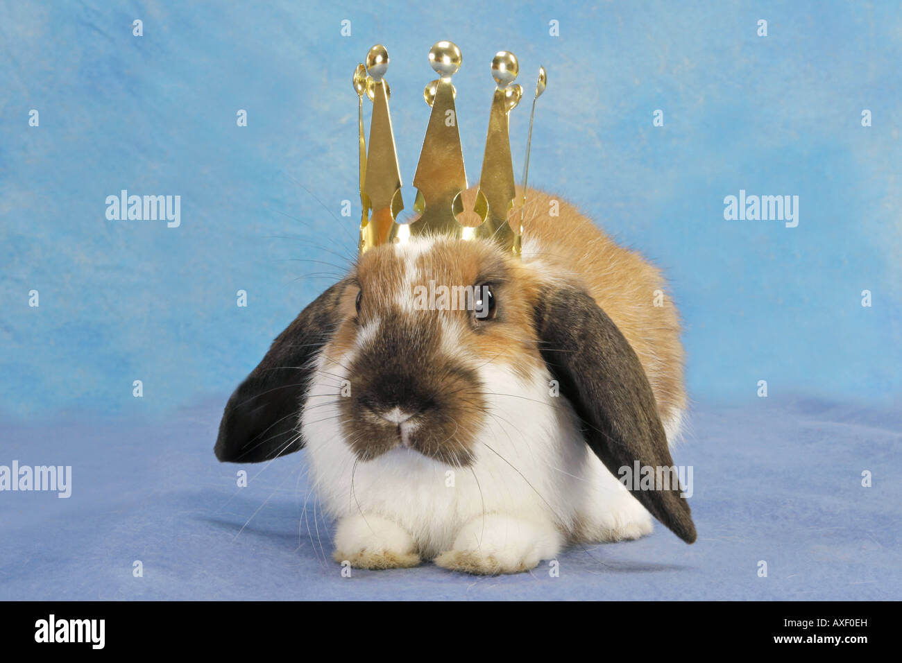 Lop-eared dwarf rabbit wearing crown. Studio picture against a gray ...