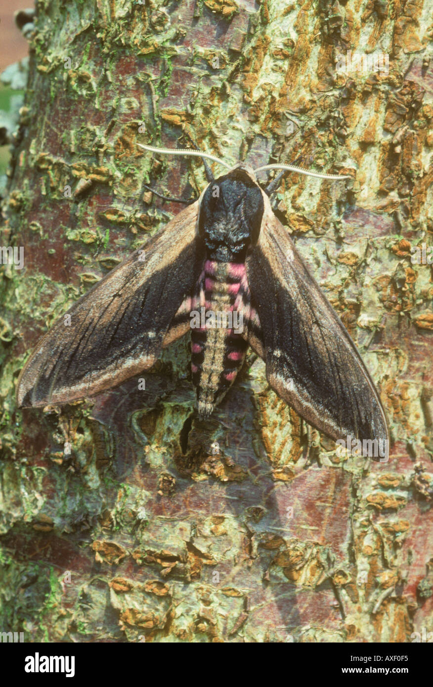 Large woolly hawk moth hi-res stock photography and images - Alamy