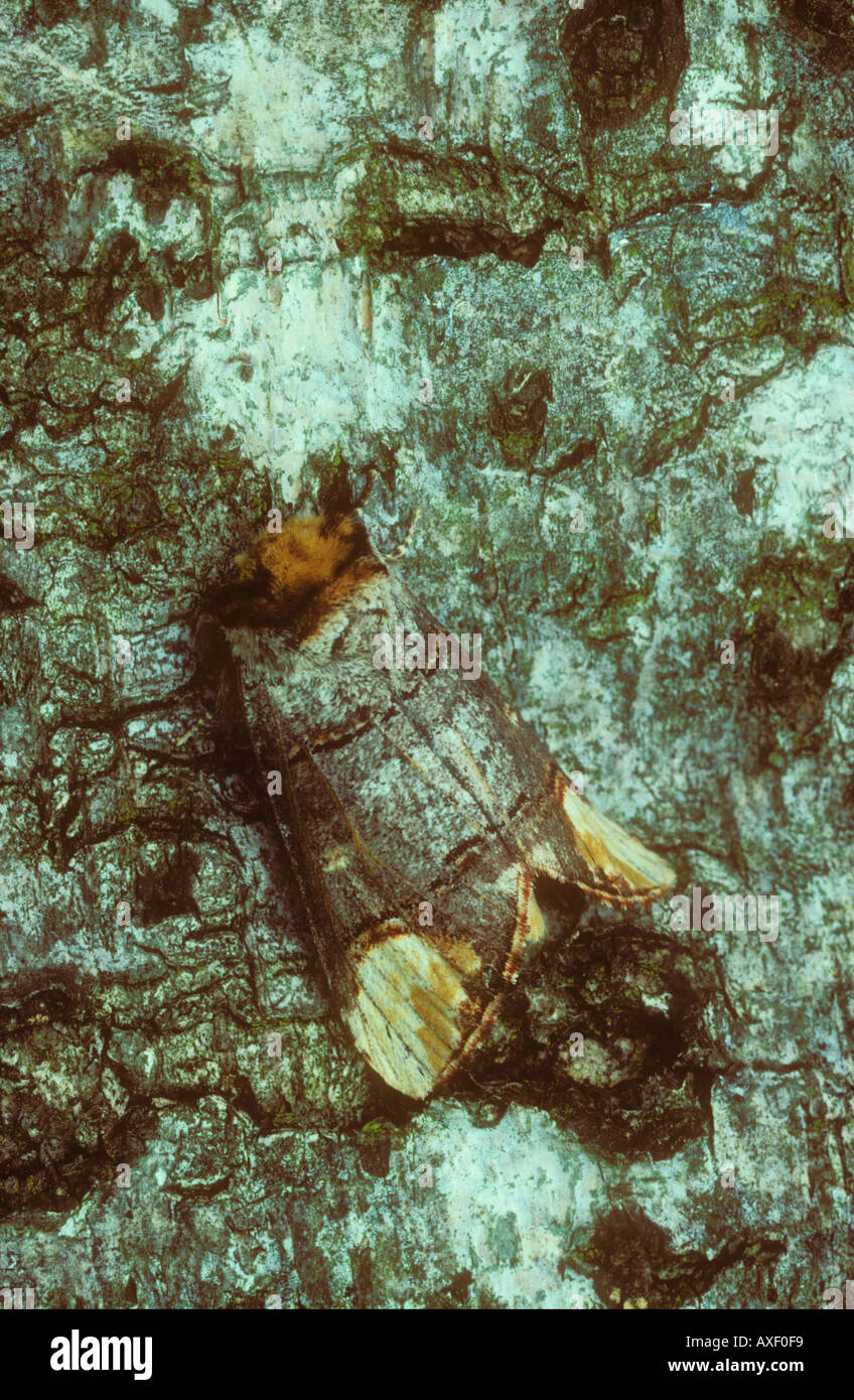 Phelera hi-res stock photography and images - Alamy