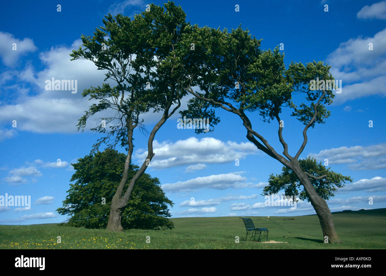 Trees on Cleeve Hill, near Cheltenham, the Cotswolds, Gloucestershire ...