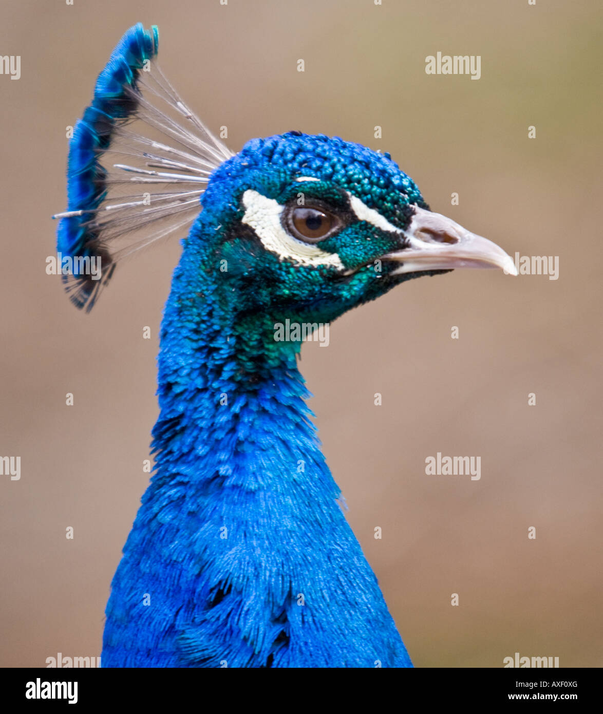 Peacock head hi-res stock photography and images - Alamy