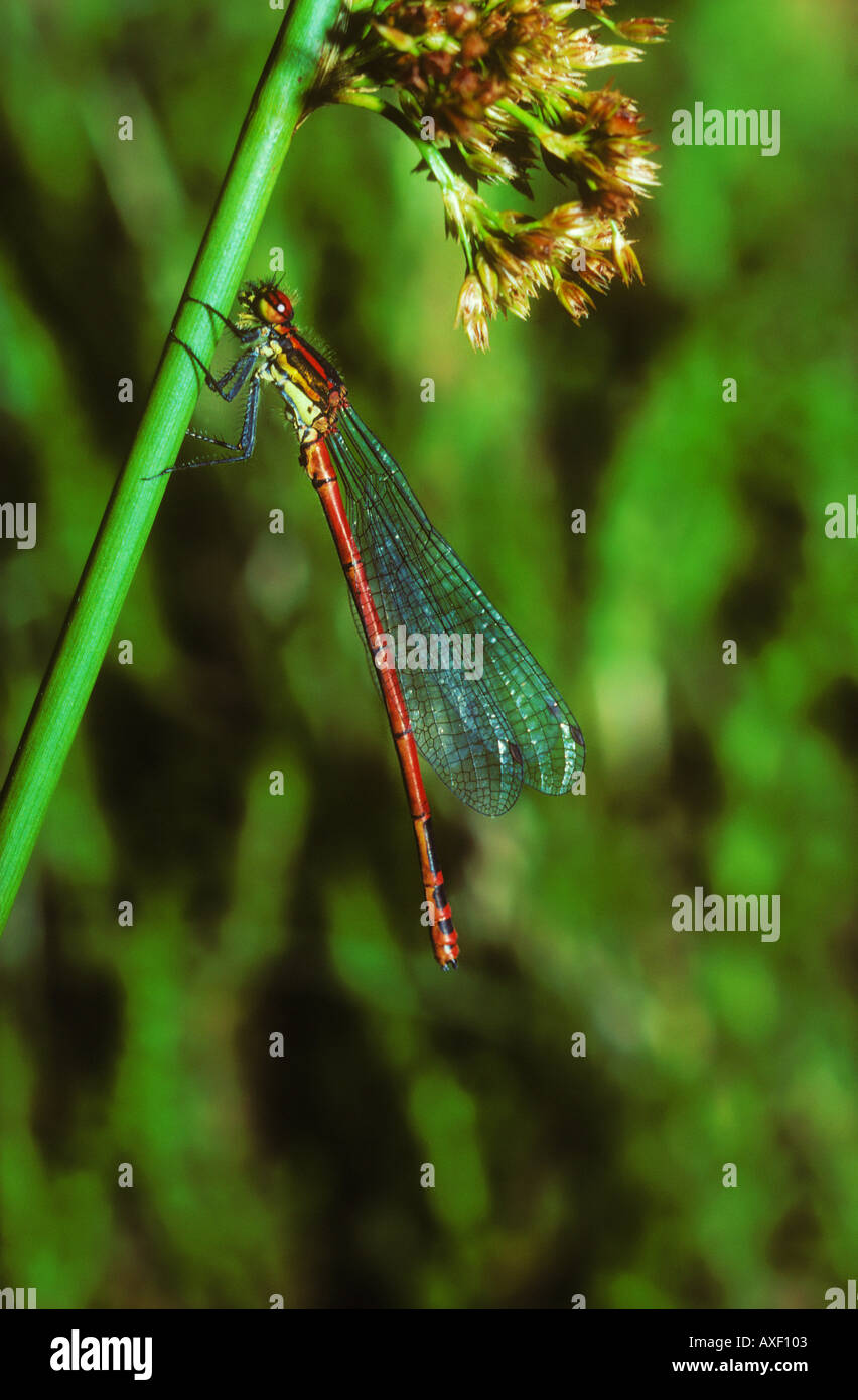 Attractive damselfly hi-res stock photography and images - Alamy