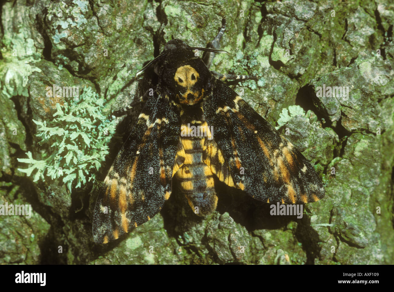 Death head hawk moth uk hi-res stock photography and images - Alamy