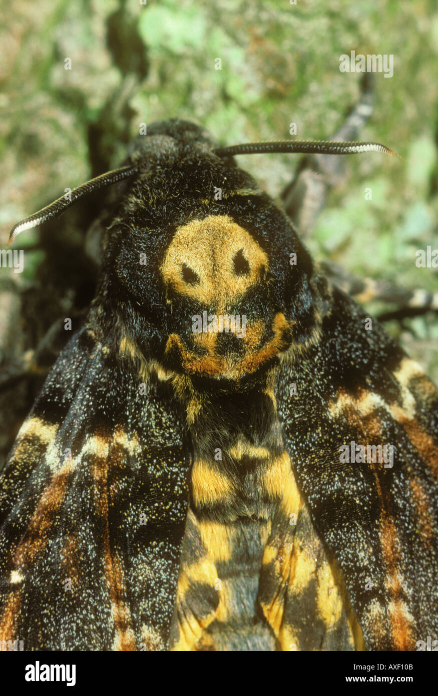 Skull on head hi-res stock photography and images - Alamy
