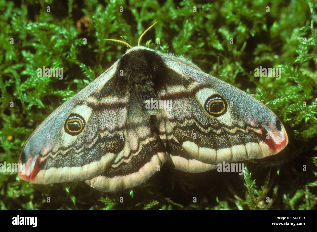 Emperor Moth resting on moss Stock Photo - Alamy