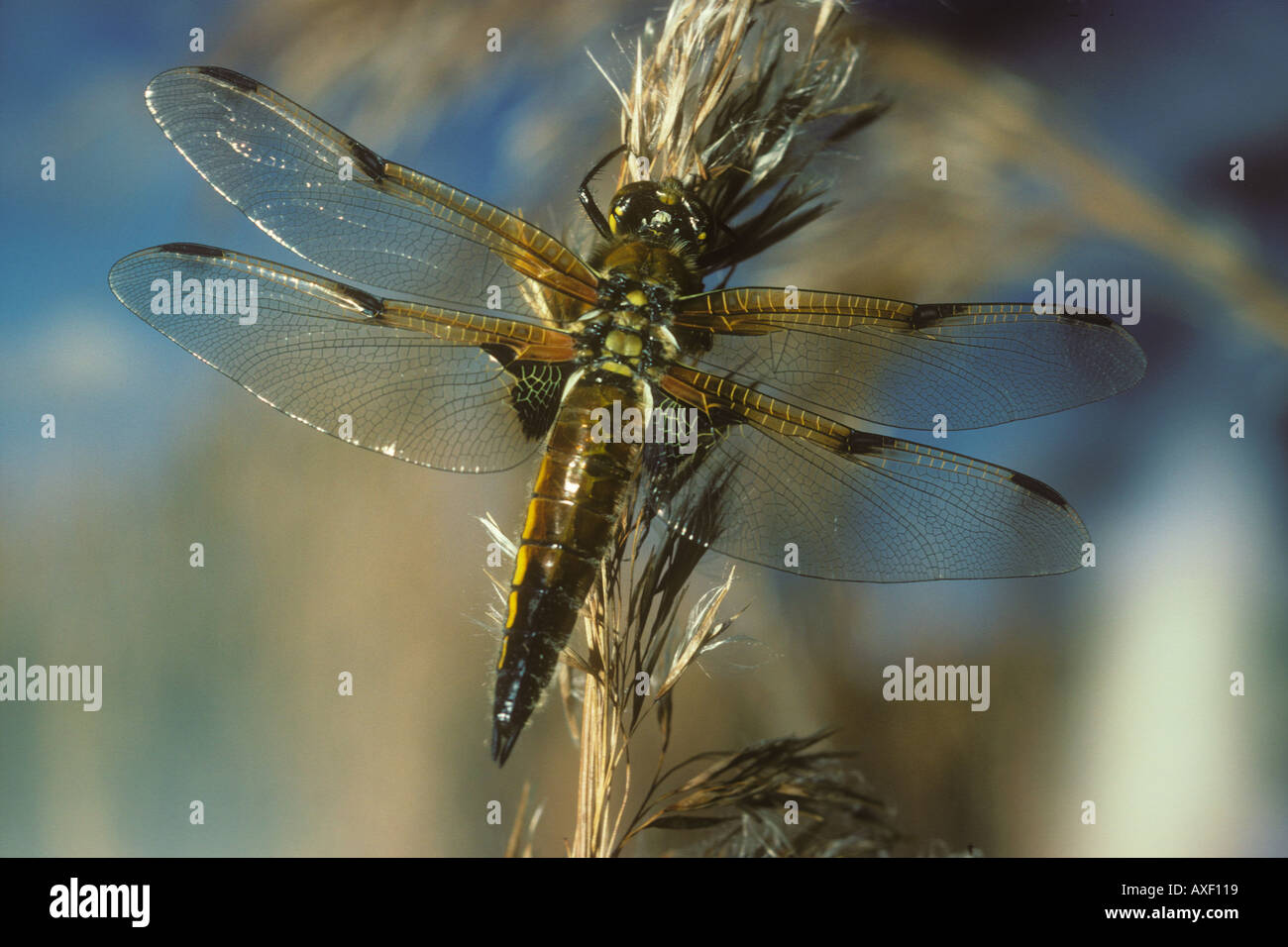 Four spotted Chaser Dragonfly a classic portrait Stock Photo - Alamy