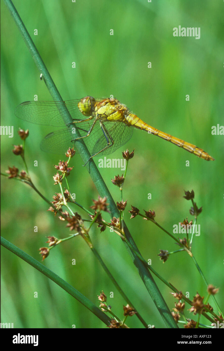 Common Sympetrum or Common Darter Dragonfly Stock Photo - Alamy