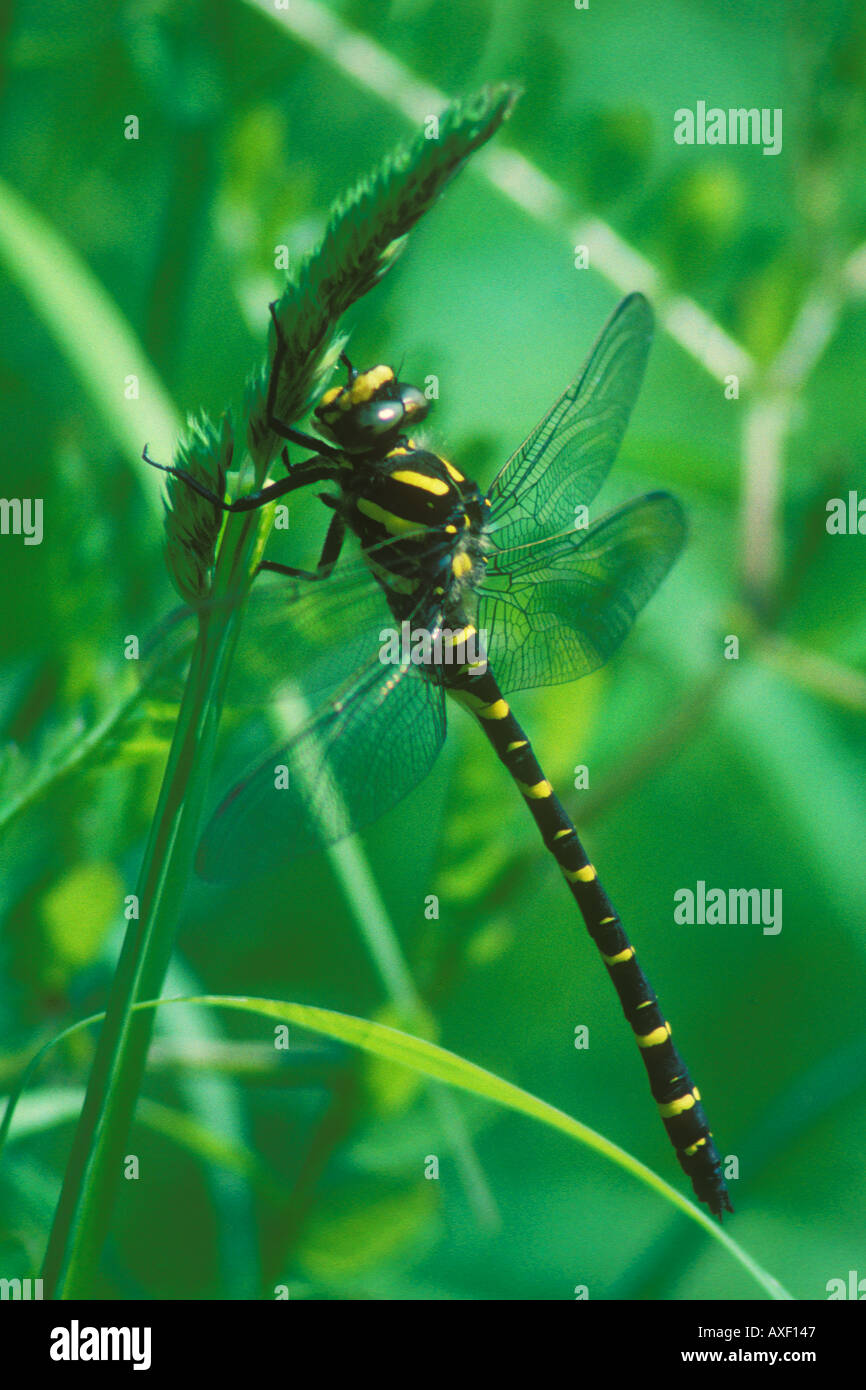 Golden ringed Dragonfly a classic portrait Stock Photo - Alamy