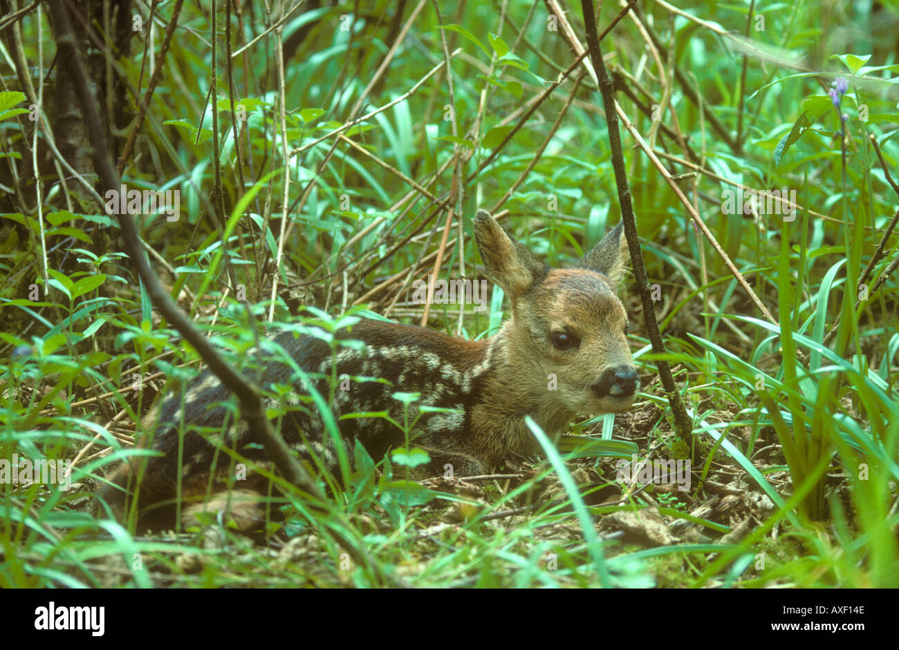 Roe deer Fawn hiding in dense vegetation Stock Photo - Alamy