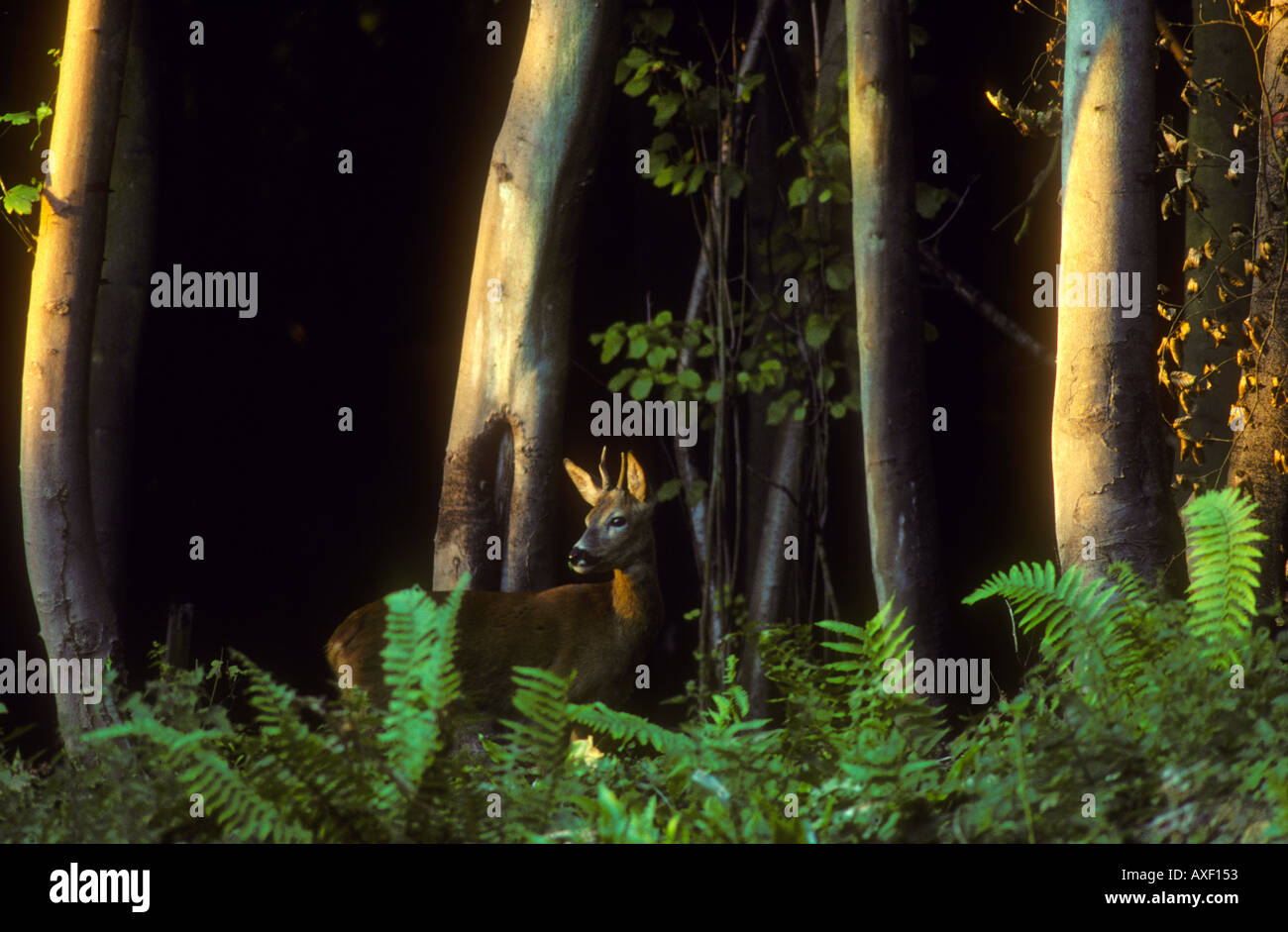 Roe deer scotland wood hi-res stock photography and images - Alamy