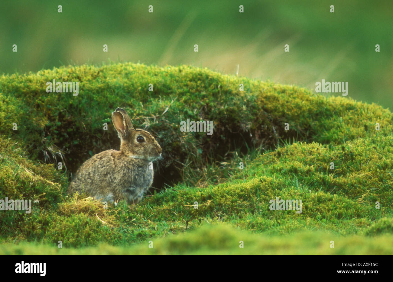 Rabbit sitting outside burrow Stock Photo - Alamy