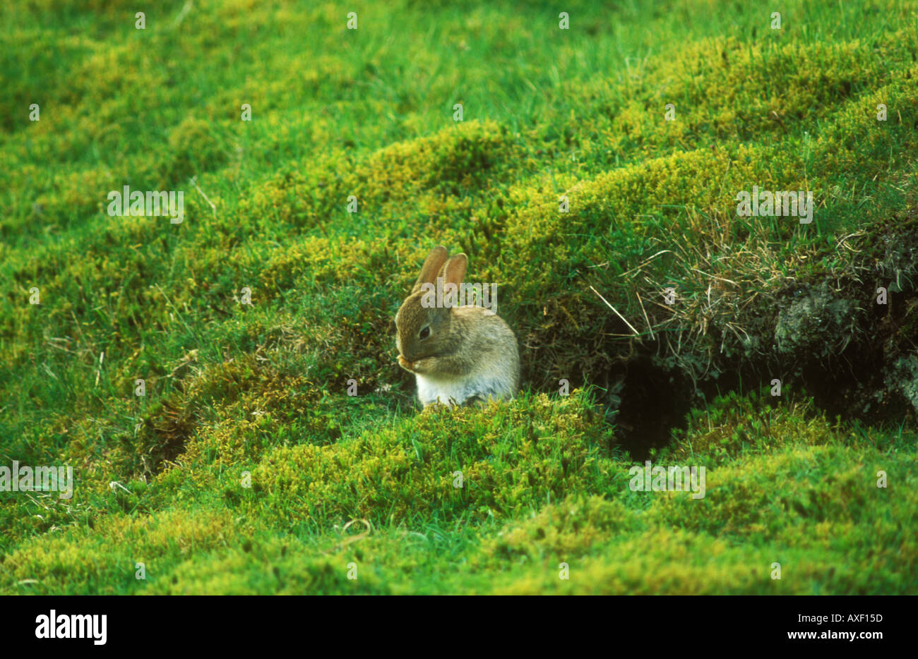 Rabbit burrow scotland hi-res stock photography and images - Alamy