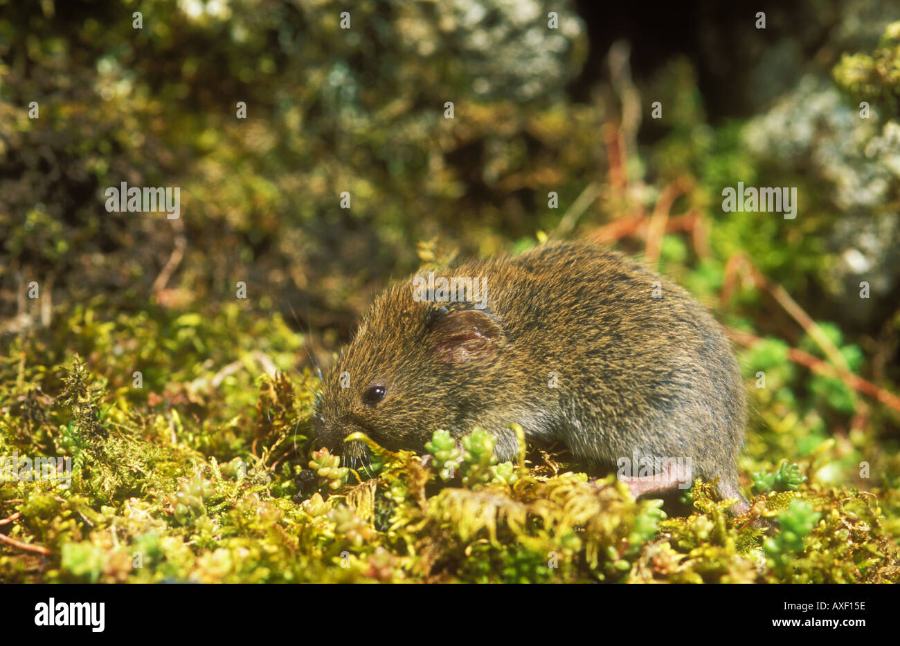 Bank vole hedge hi-res stock photography and images - Alamy