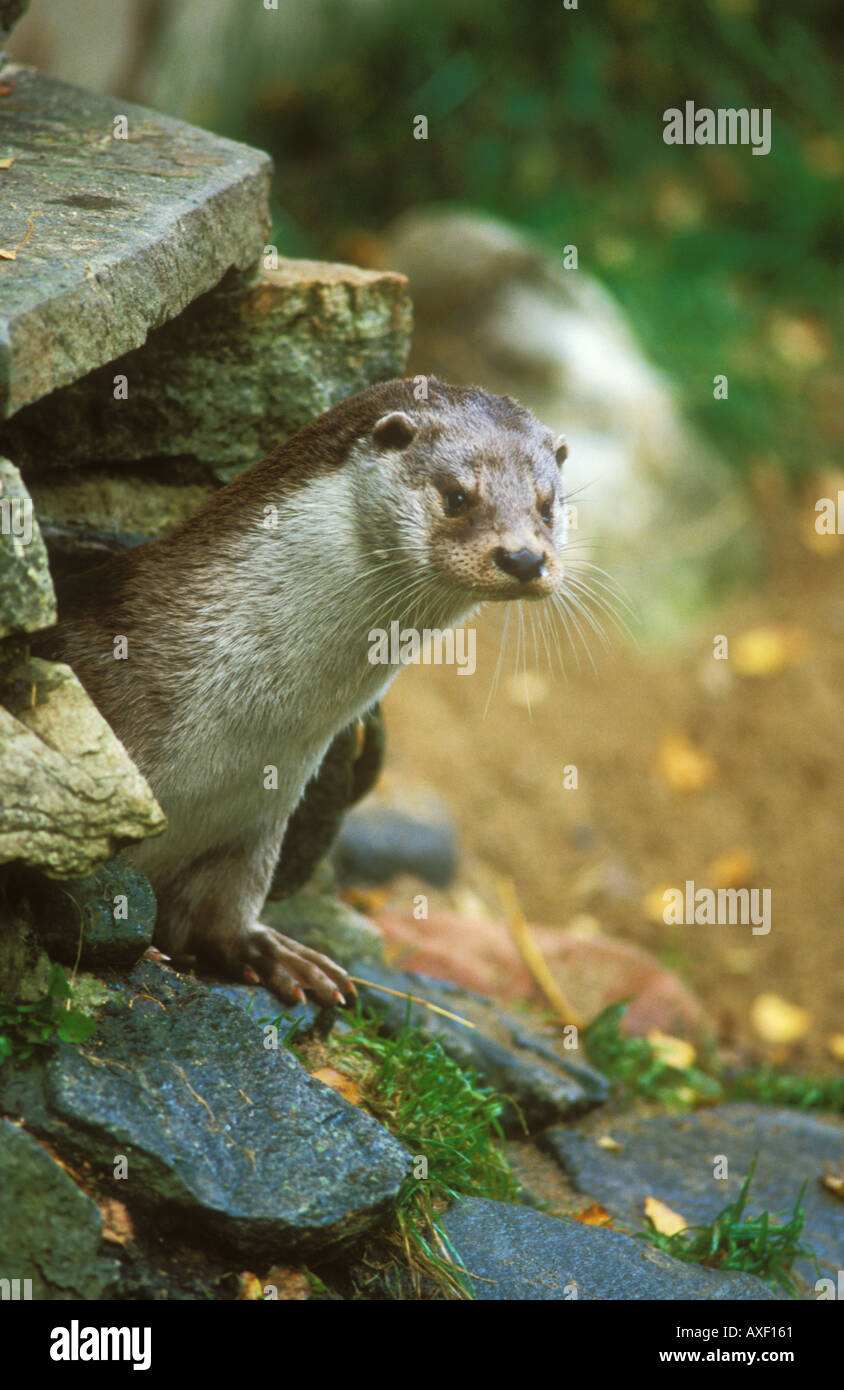 Otter emerging from Holt Stock Photo - Alamy