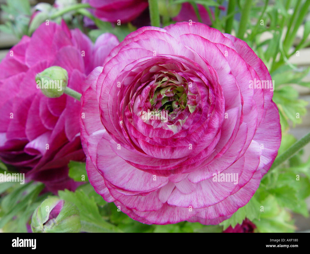 Ranunculus Accolade Series Mauve purple Stock Photo - Alamy