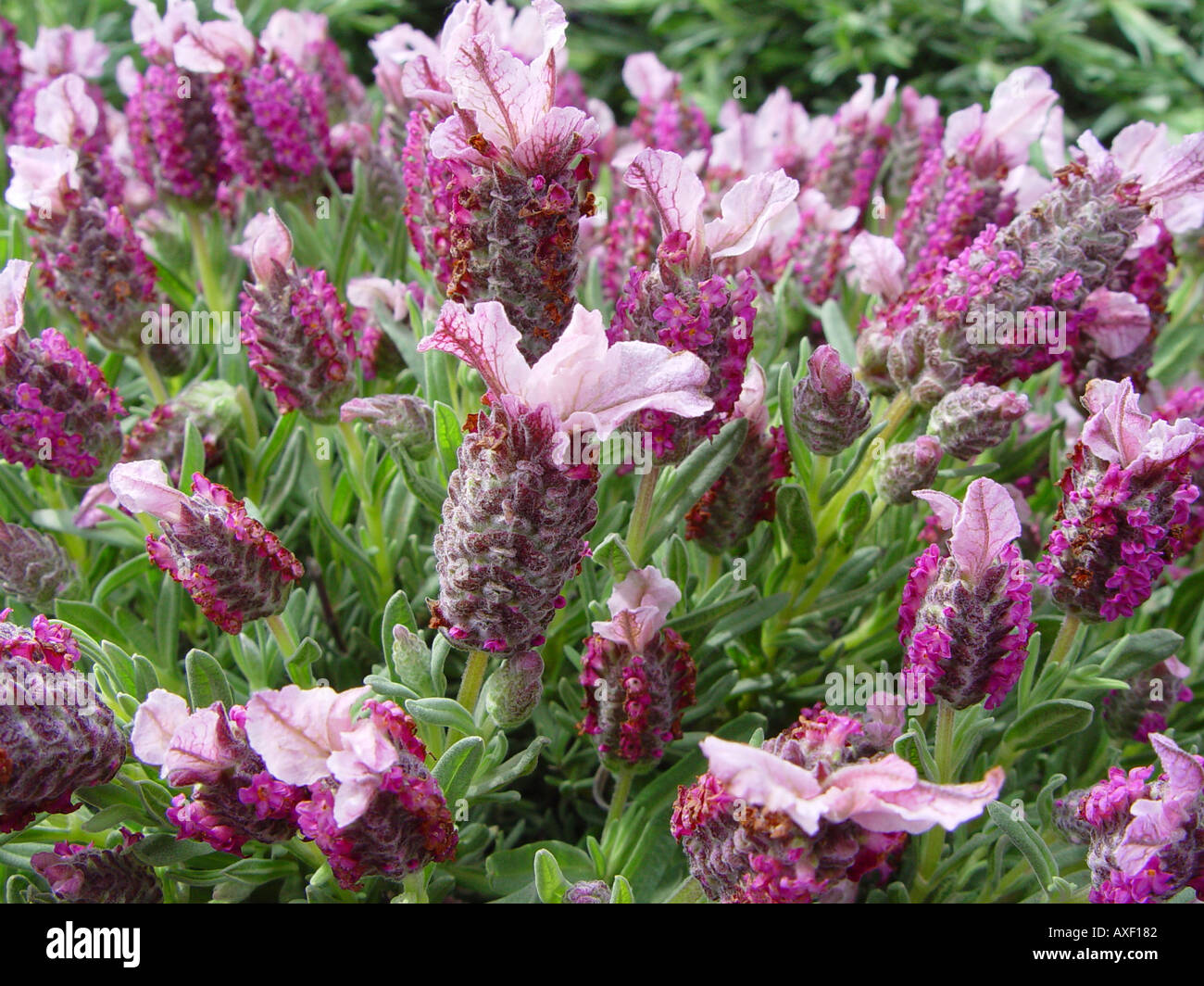 Lavandula stoechas papillon hi-res stock photography and images - Alamy