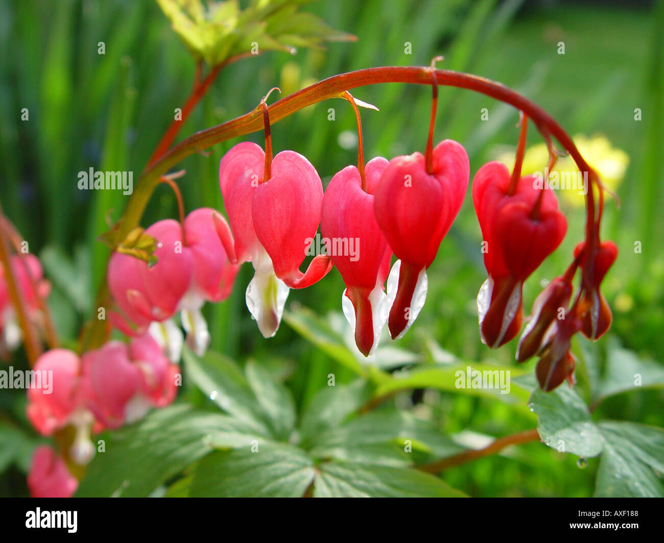 Dicentra spectabilis bleeding heart Stock Photo - Alamy