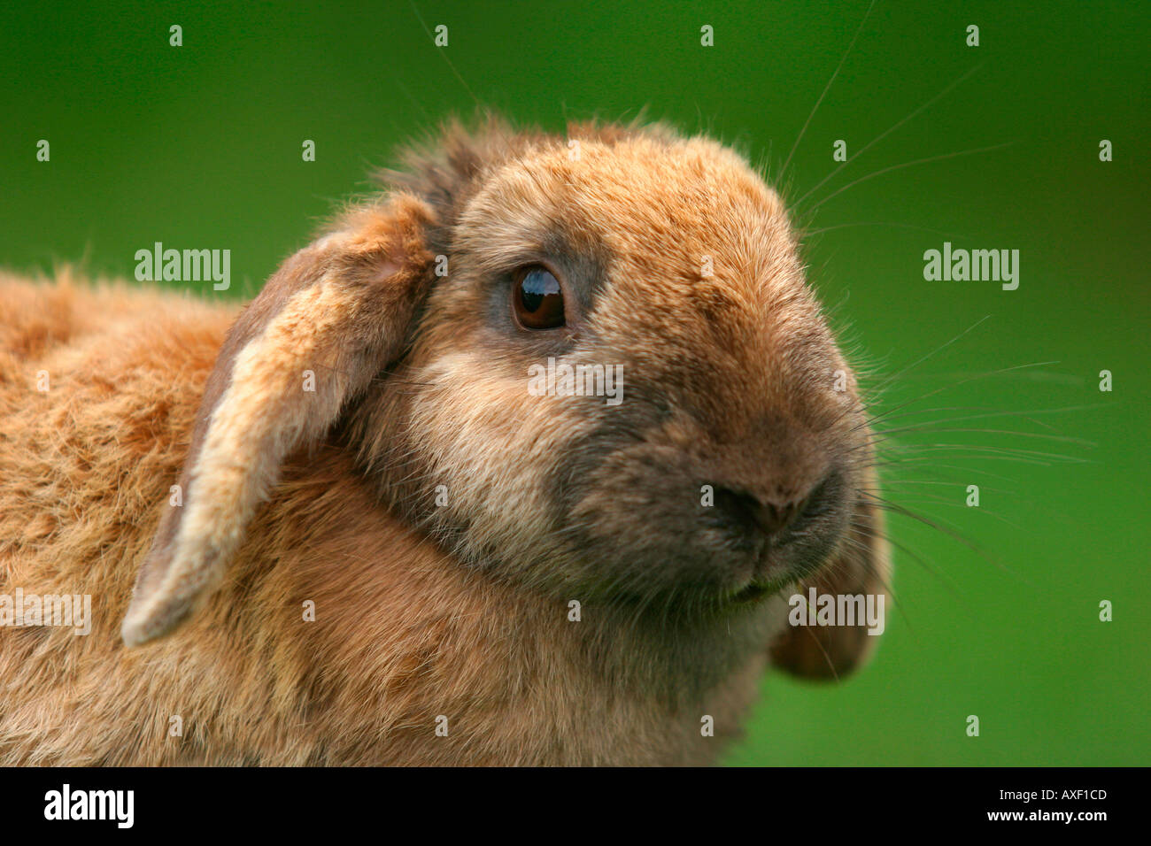 Floppy eared rabbit hi-res stock photography and images - Alamy