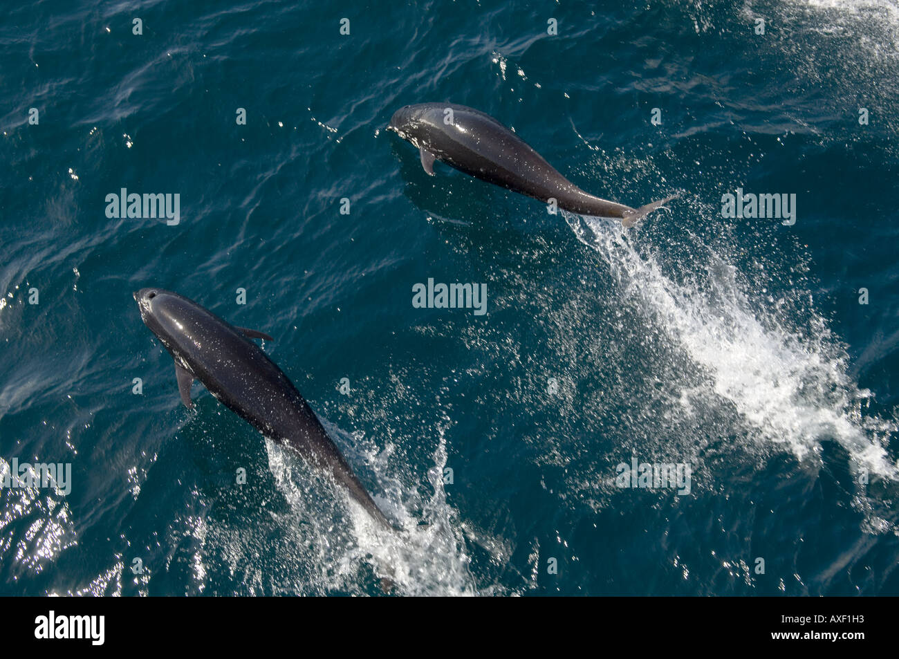 Northern right whale dolphin porpoising, Lissodelphis borealis ...