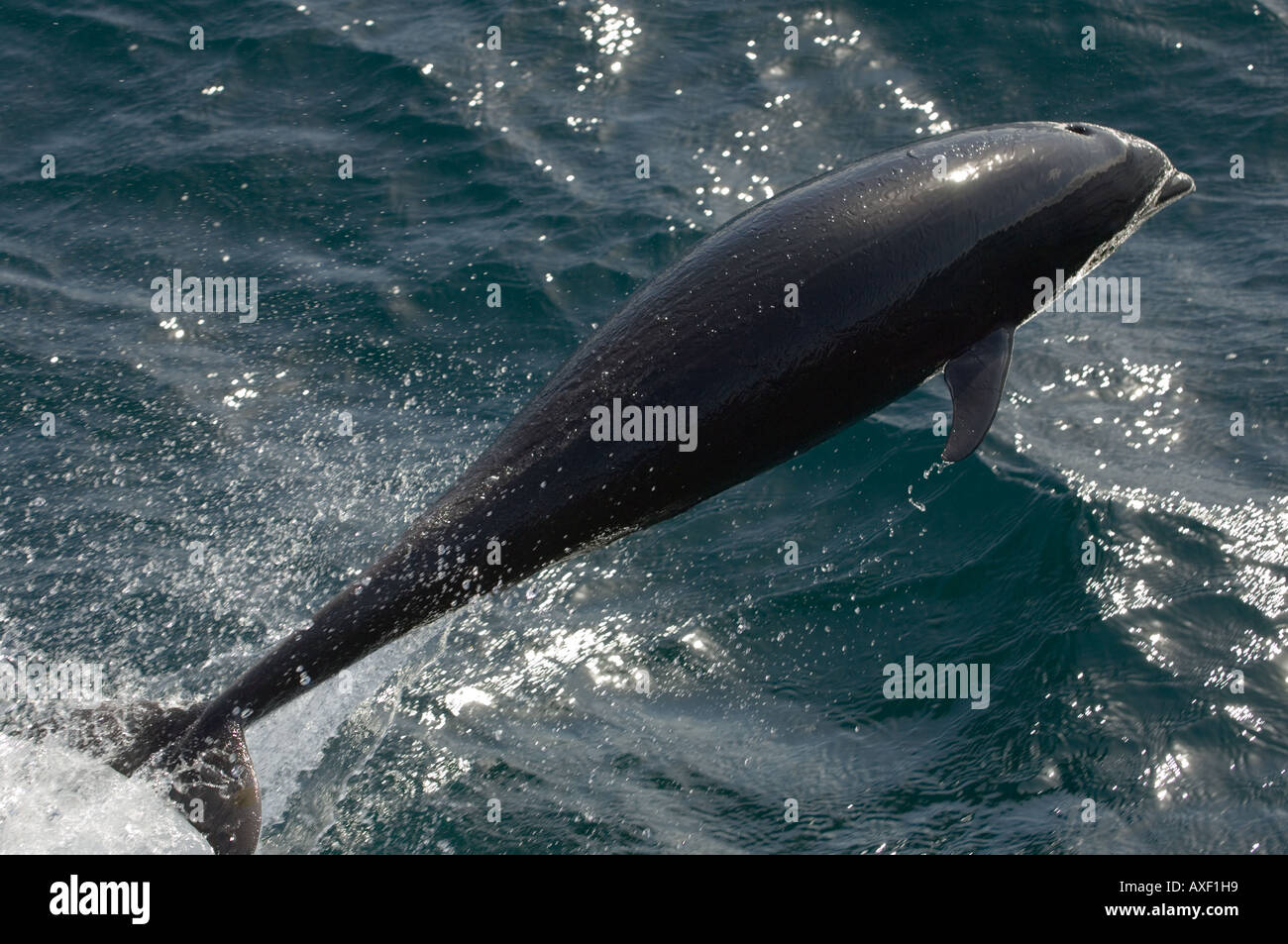 Right Whale Dolphin