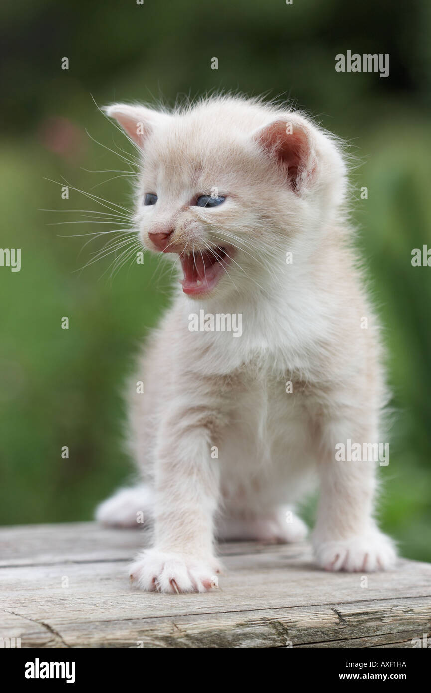 Tiny crying kitten Stock Photo - Alamy