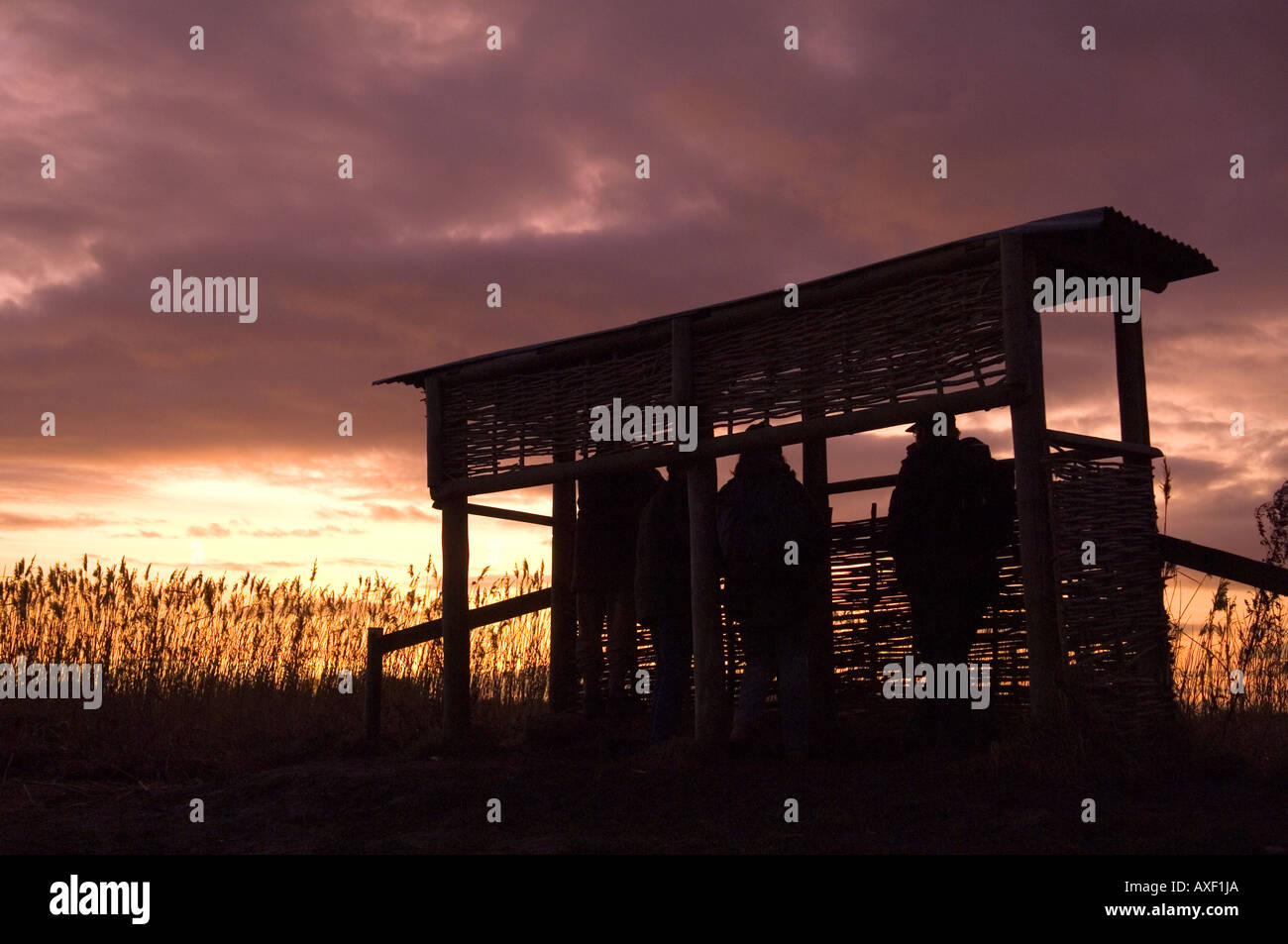Observation hide for bird-watchers at sunset, Westhay NNR, Somerset, UK ...