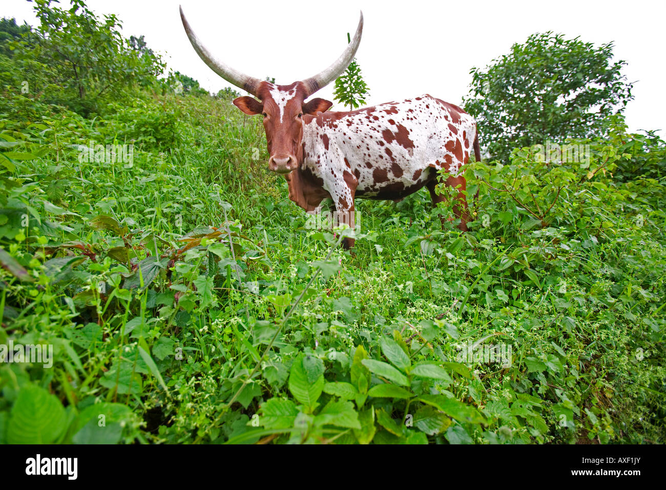Africa Uganda Bwindi Impenetrable National Park Bull from cattle herd ...