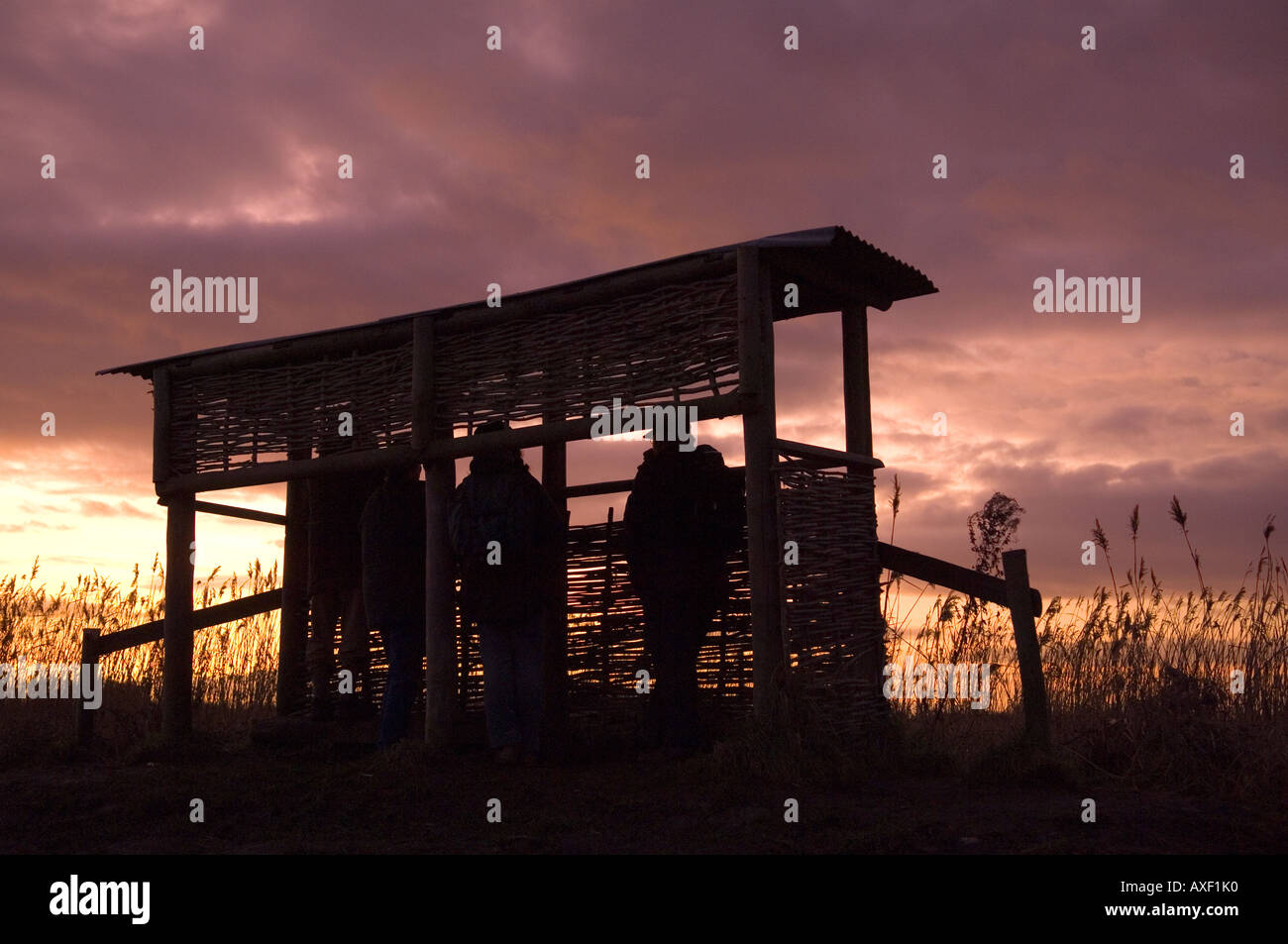 Observation hide for bird-watchers at sunset, Westhay NNR, Somerset, UK ...