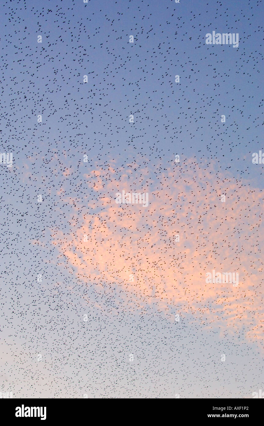 Common starling uk flying hi-res stock photography and images - Alamy