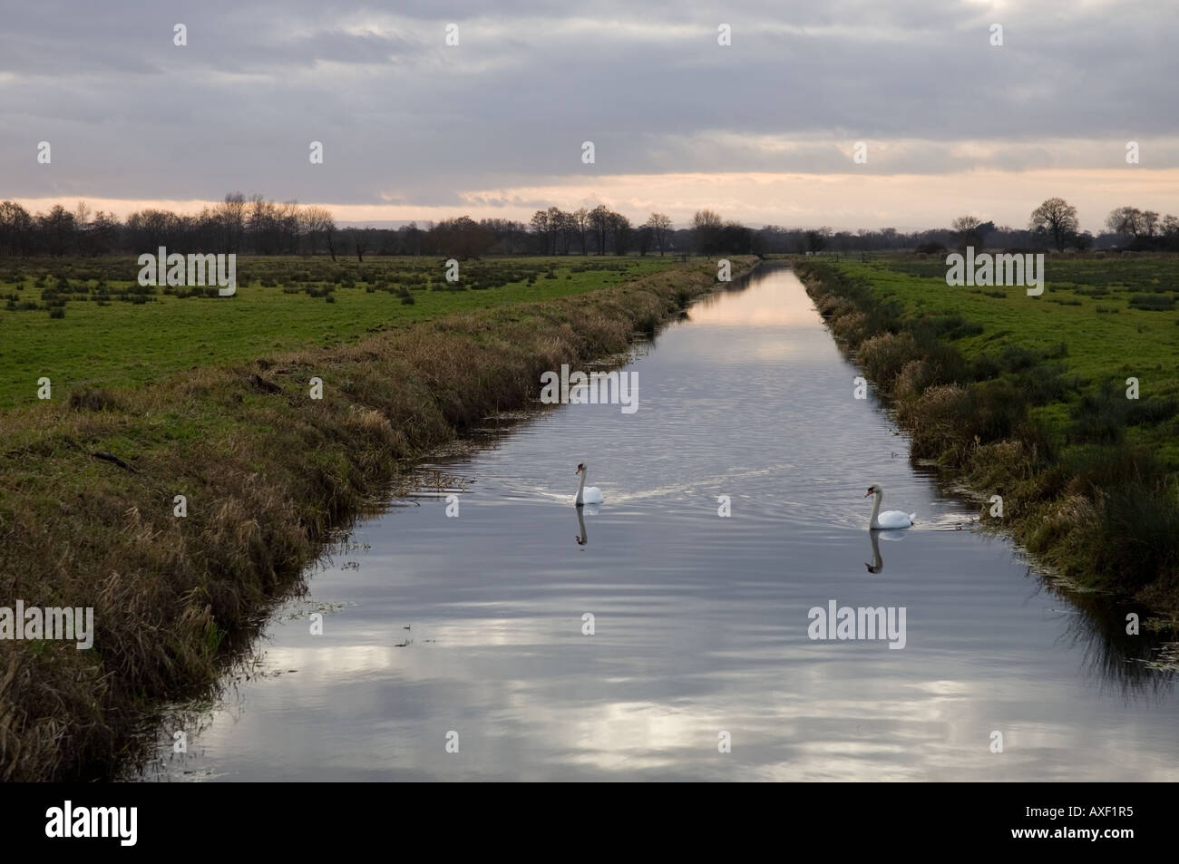 A pair of mute swans (Cygnus olor) swimming in a drainage ditch at ...
