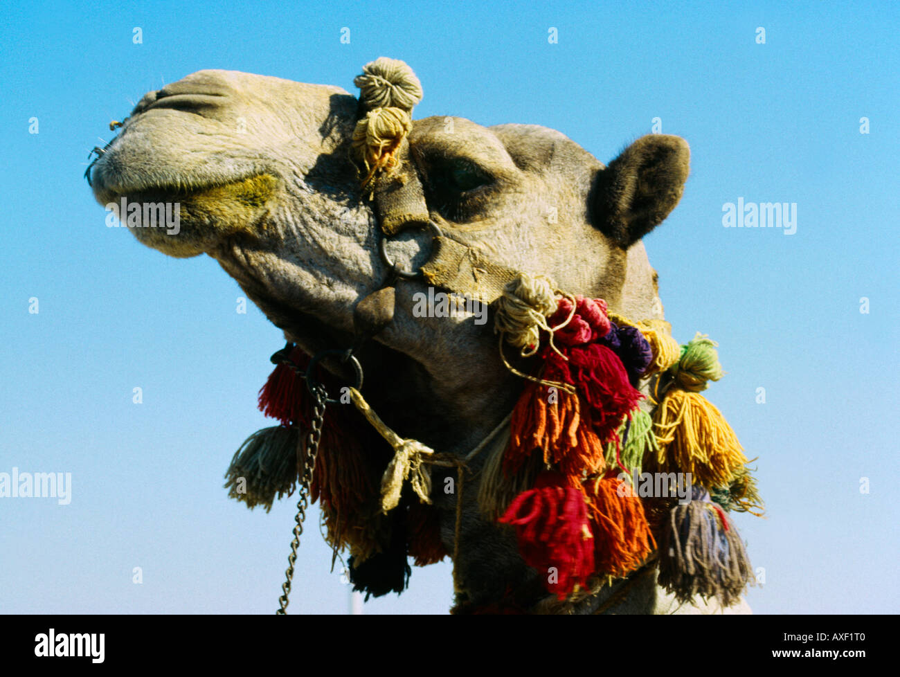 Giza Egypt Head Of Camel Stock Photo - Alamy