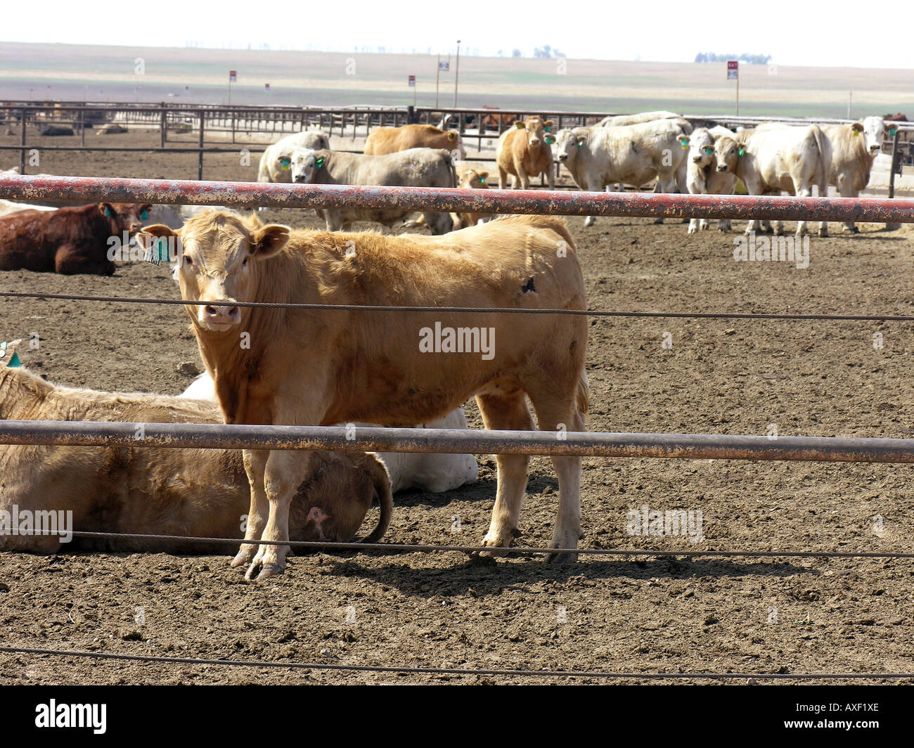 Texas USA Amarillo cattleyard Stock Photo - Alamy