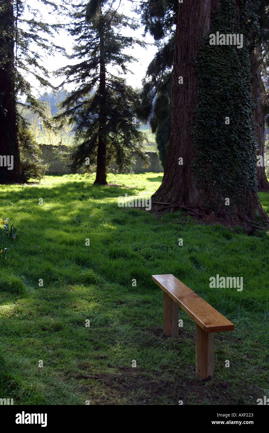 bench in forrest on a summers day Stock Photo - Alamy