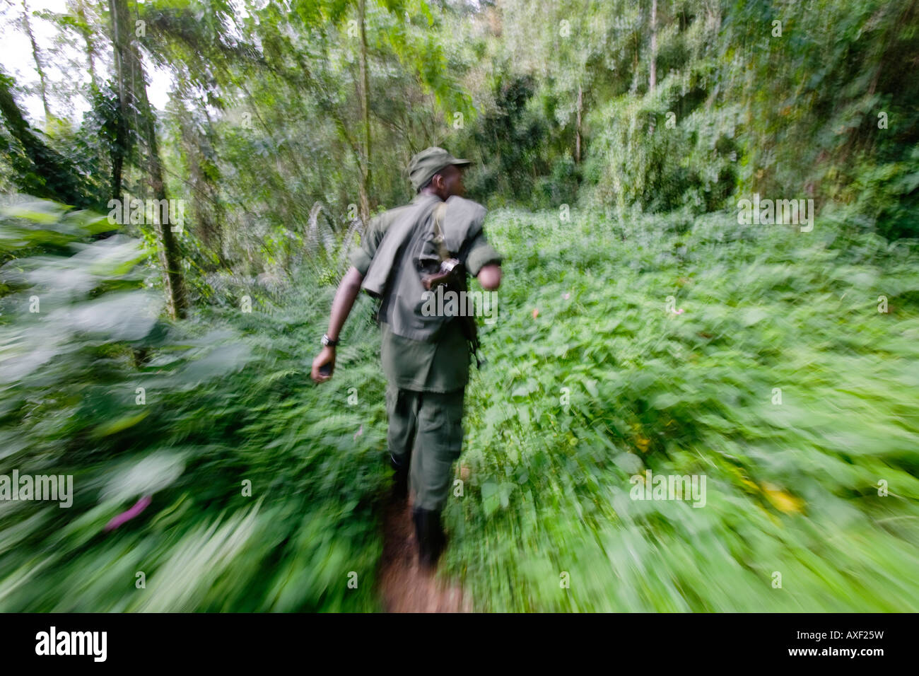 Africa Uganda Bwindi Impenetrable National Park Guard carrying AK 47 ...