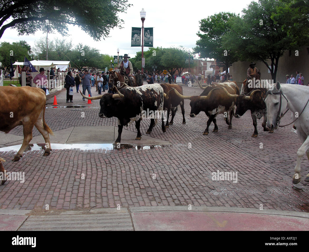 Texas USA Fortworth stockyards Stock Photo - Alamy