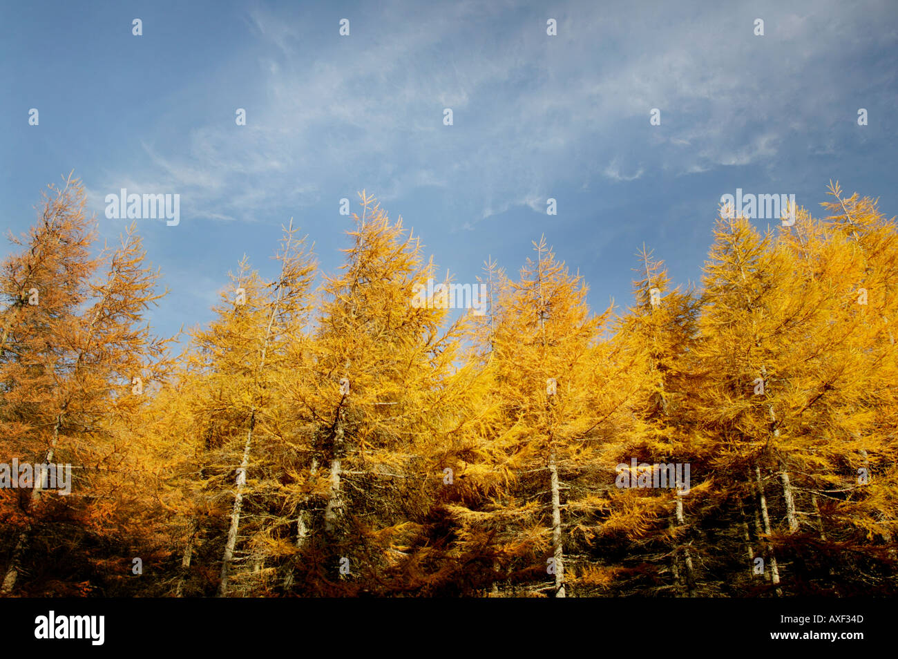 Auntum tree hi-res stock photography and images - Alamy