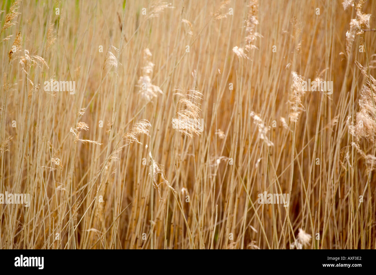 Slow breeze hi-res stock photography and images - Alamy