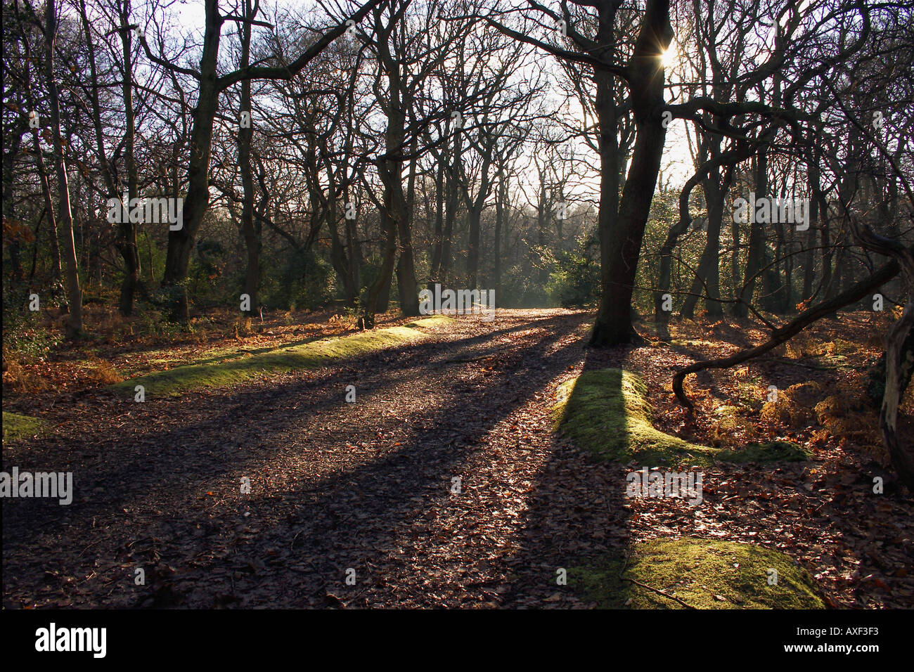 Wood dryad hi-res stock photography and images - Alamy
