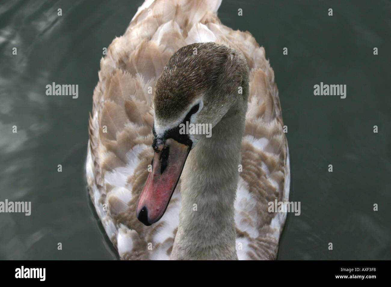 Cygnet s hi-res stock photography and images - Alamy