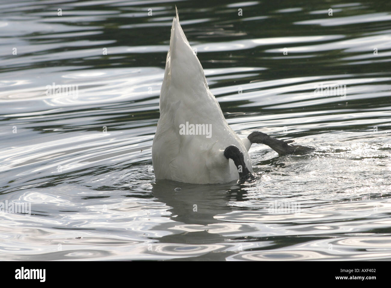 Swan bottom feeding hi-res stock photography and images - Alamy